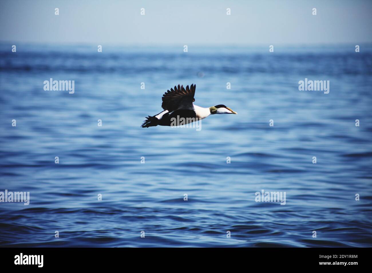 A Male Eider Duck Flying Past Stock Photo - Alamy