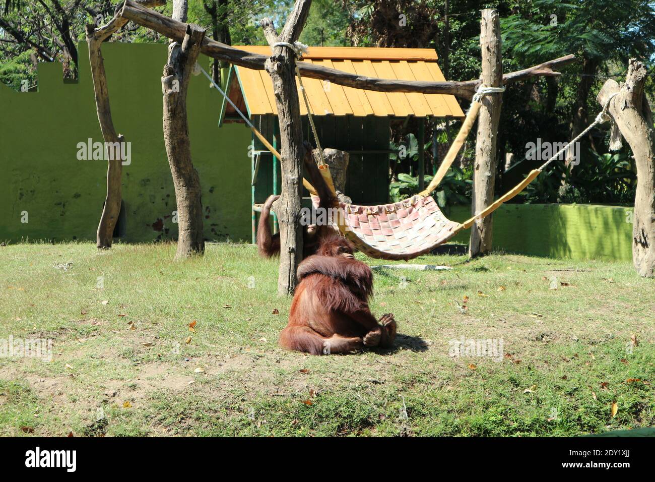 Surabaya zoo indonesia hi-res stock photography and images - Alamy