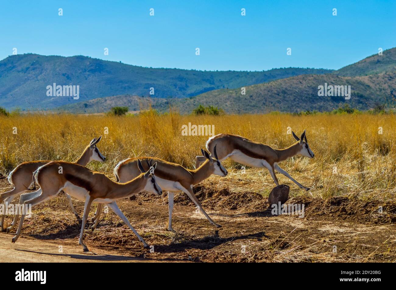 Springbok antelope ( Antidorcas marsupialis ) is national animal of ...