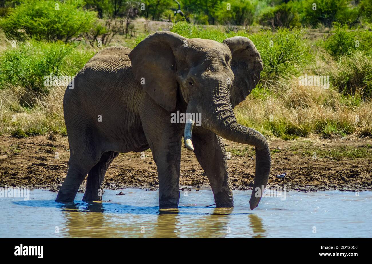 A lone male bull musth elephant showing aggressive behavior in a nature ...