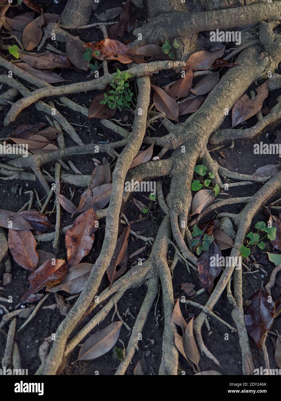 Spreading magnolia tree hi-res stock photography and images - Alamy