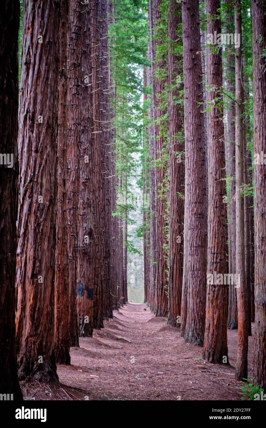 Warburton forest hi-res stock photography and images - Alamy