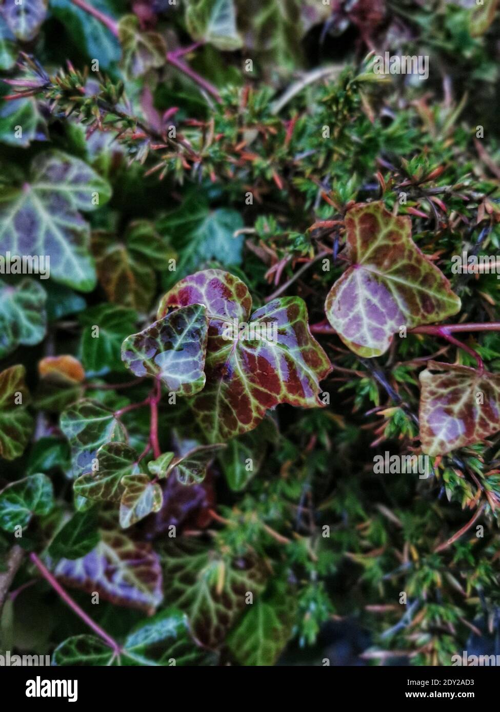 A vertical shot of an ivy climbing plant, seamless texture for ...