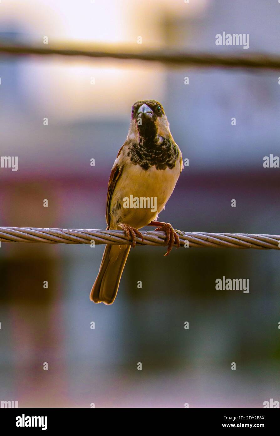Angry sparrow hi-res stock photography and images - Alamy