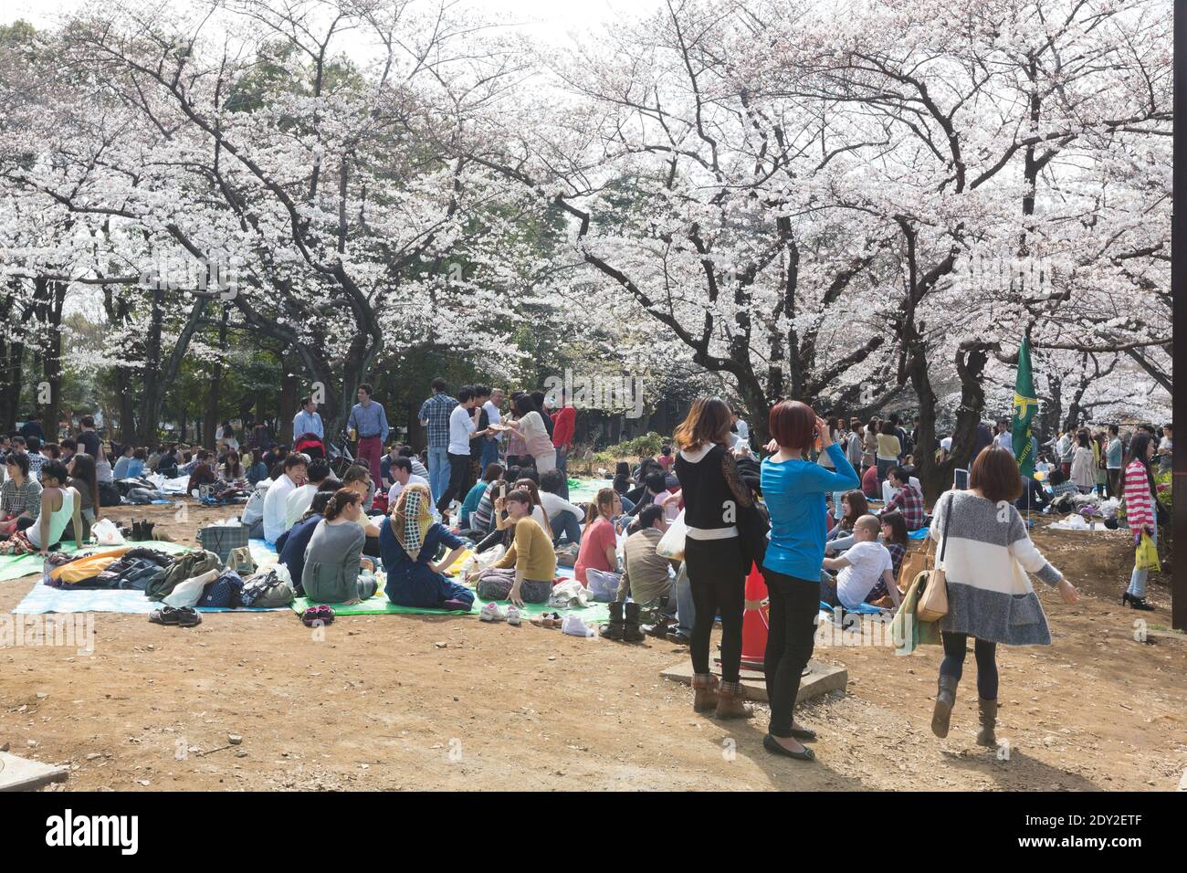 Japan Tokyo Visitors have a cherry blossom, or Sakura viewing picnic in Yoyogi Park. These ...
