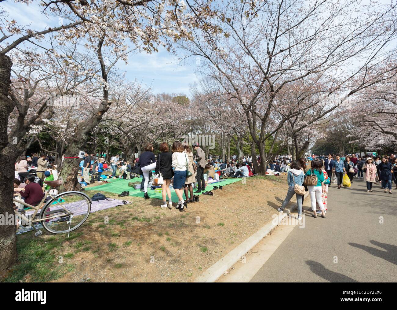 Japan Tokyo Visitors have a cherry blossom, or Sakura viewing picnic in Yoyogi Park. These ...