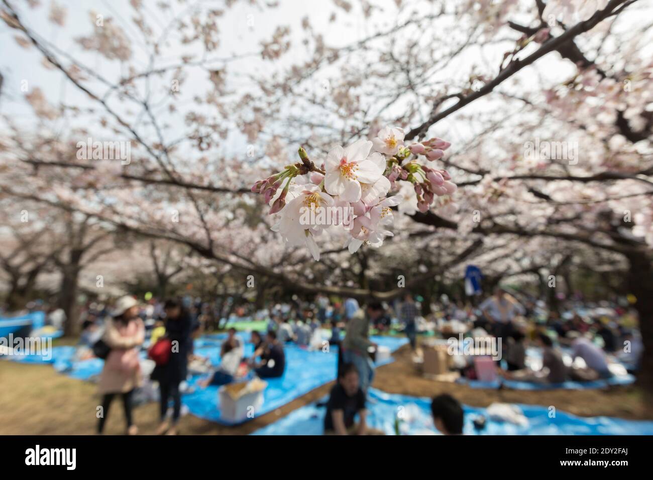 Japan Tokyo Visitors have a cherry blossom, or Sakura viewing picnic in Yoyogi Park. These ...