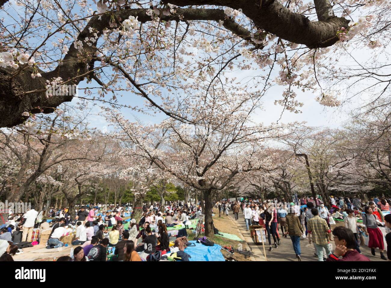 Japan Tokyo Visitors have a cherry blossom, or Sakura viewing picnic in Yoyogi Park. These ...