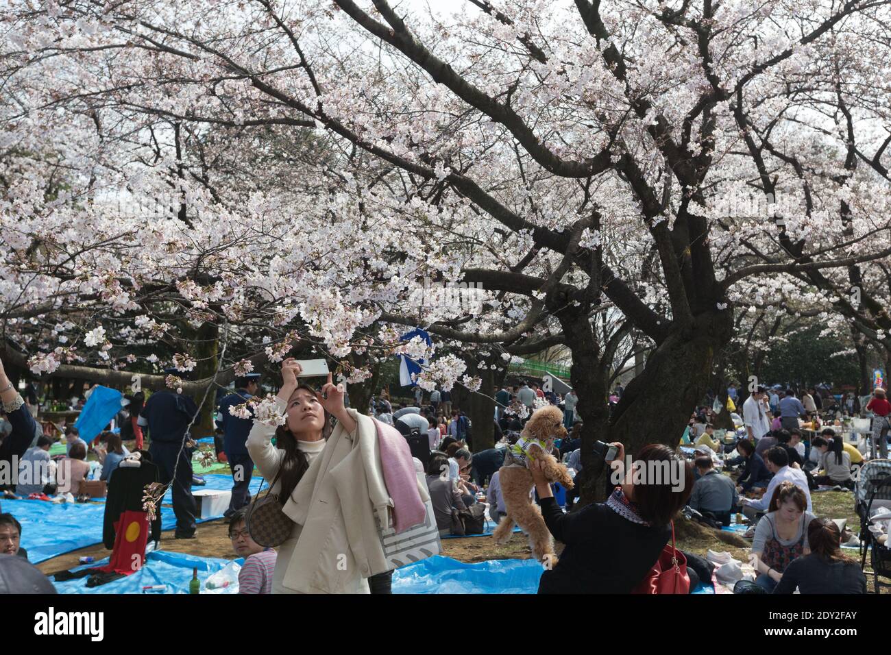 Japan Tokyo Young women photograph the cherry blossoms at a cherry blossom, or Sakura viewing ...
