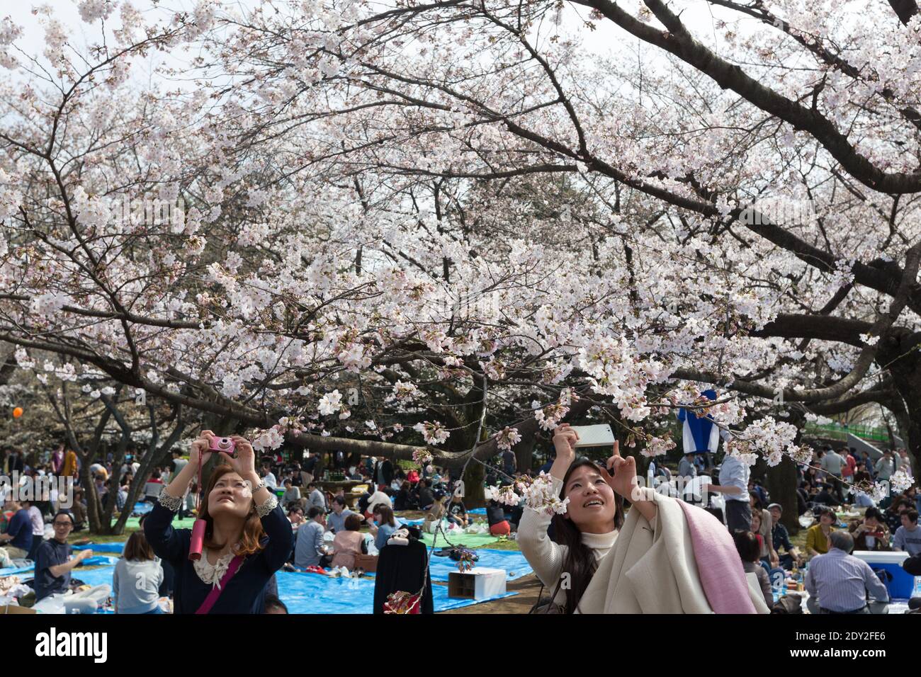 Japan Tokyo Young women photograph the cherry blossoms at a cherry blossom, or Sakura viewing ...
