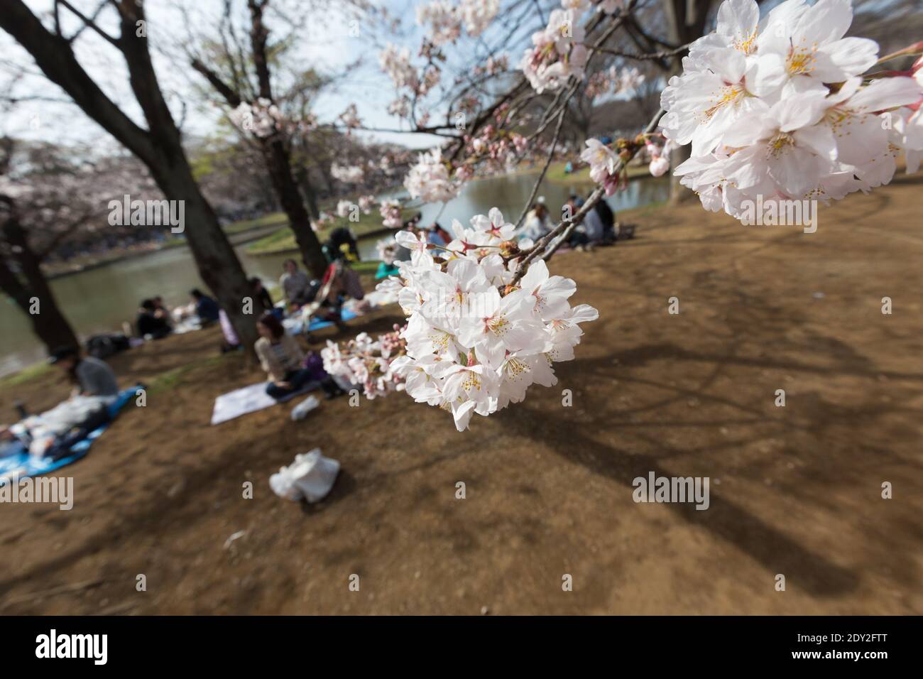Visitors have a cherry blossom, or Sakura viewing picnic in Yoyogi Park. These gatherings are ...