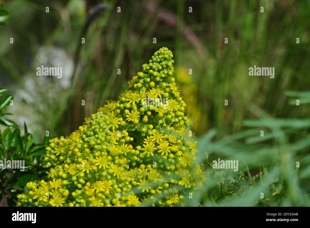 Aeonium arboreum yellow flower hi-res stock photography and images - Alamy Aeonium arboreum yellow flower hi-res stock photography and images - Alamy