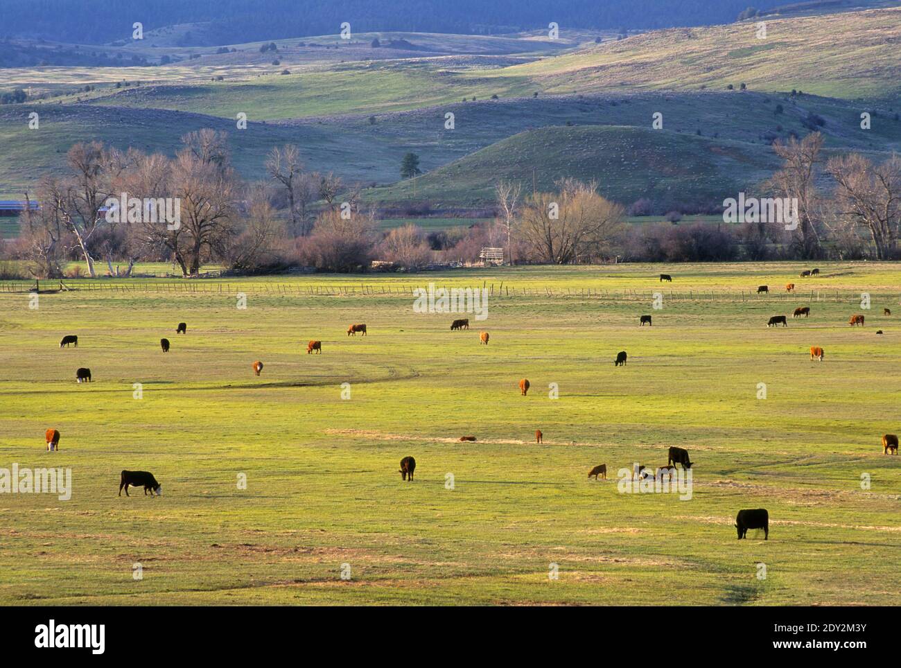 Grazing cattle in John Day Valley near Prairie City, Journey through ...