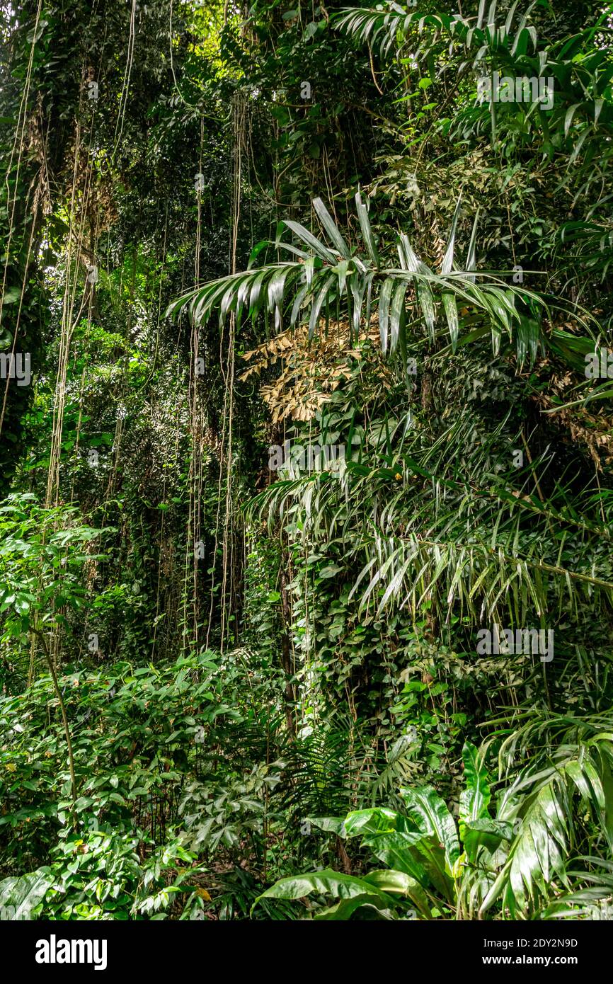 Africa tropical congo forest flower hi-res stock photography and images ...
