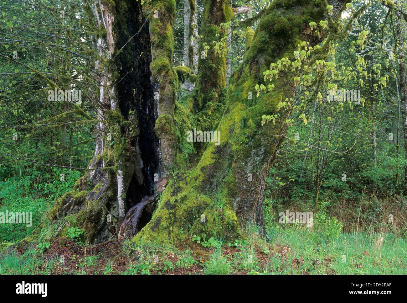 World's largest bigleaf maple (Acer macrophyllum), Jewell, Oregon Stock ...