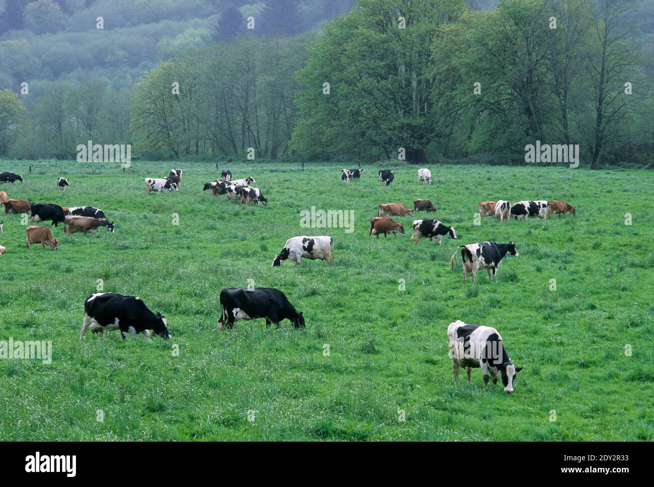 Dairy cows, Tillamook County, Oregon Stock Photo - Alamy