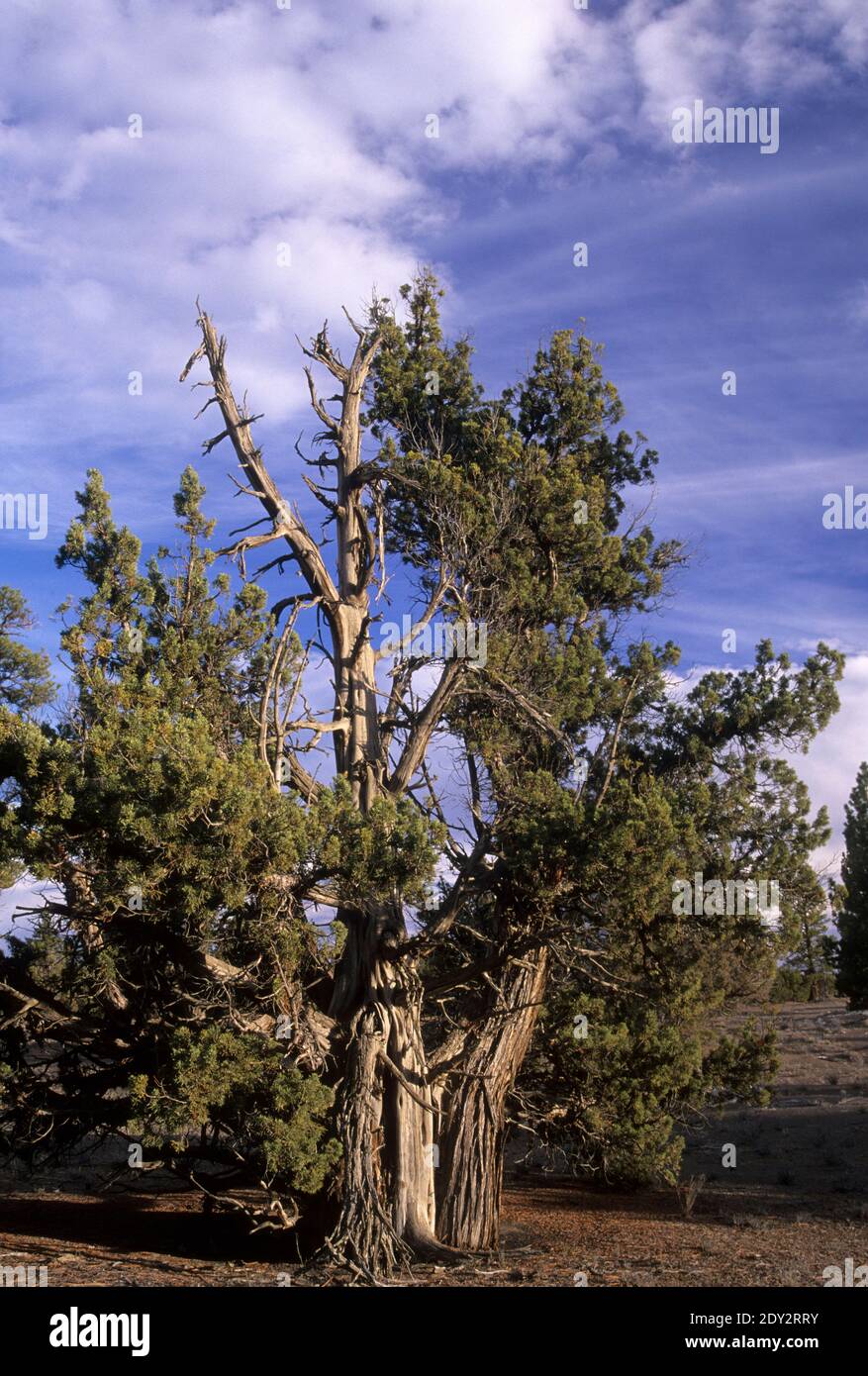 Western juniper (Juniperus occidentalis), Lost Forest Research Natural ...