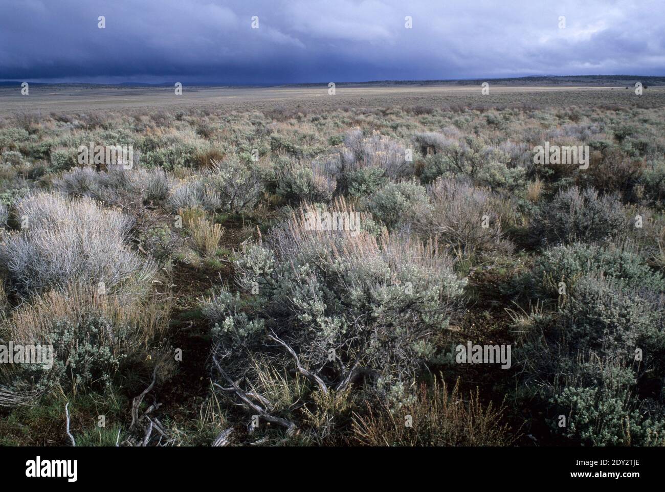 Sagebrush flat, Lakeview to Steens National Back Country Byway, Oregon ...