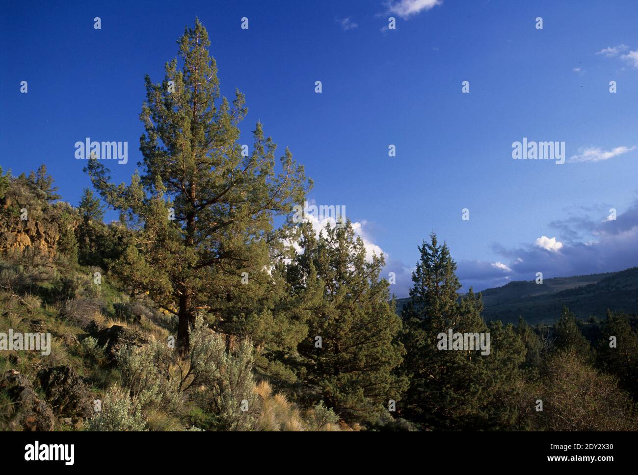 Western juniper (Juniperus occidentalis), Page Springs Recreation Area ...