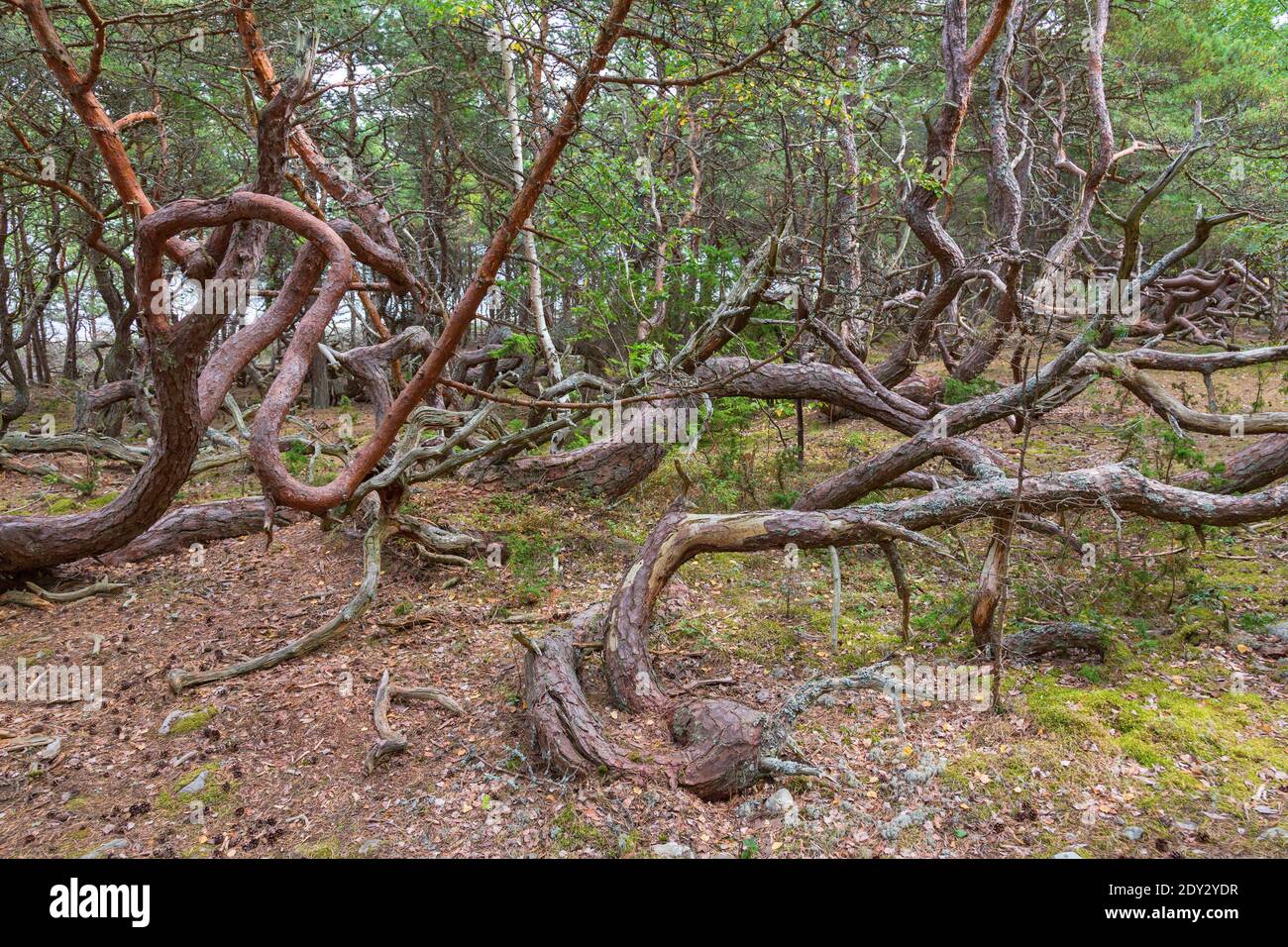 Old Gnarled Pine Trees In A Old Forest Stock Photo - Alamy
