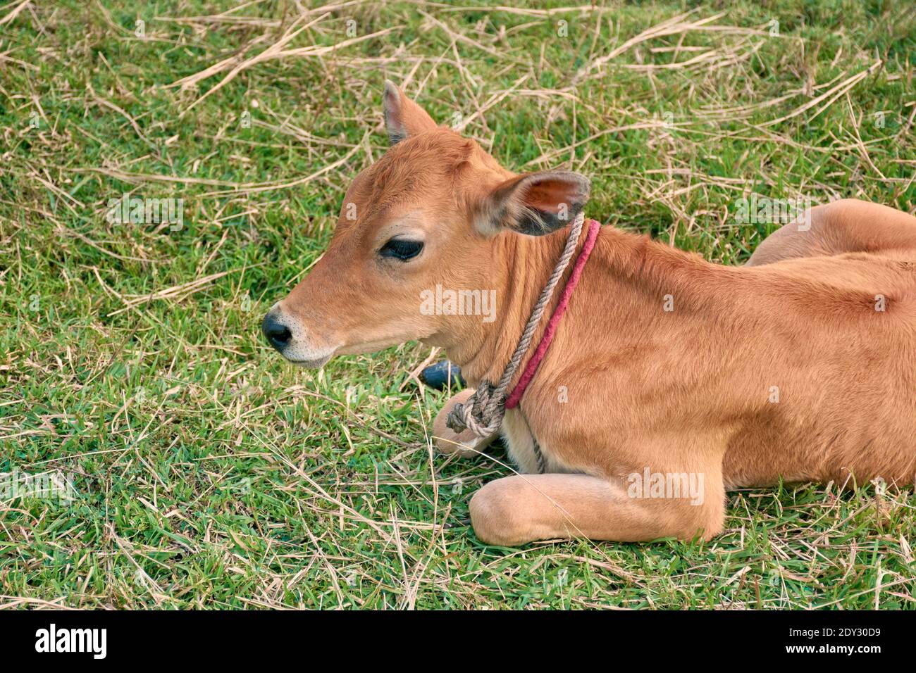 Calf collar hi-res stock photography and images - Alamy
