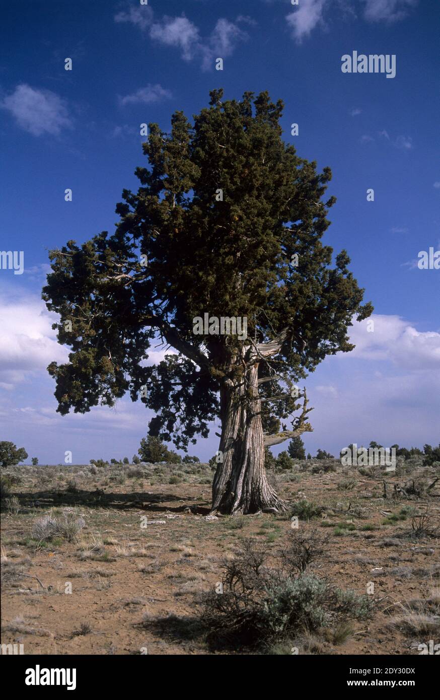 Western juniper (Juniperus occidentalis), Lower Crooked River National ...