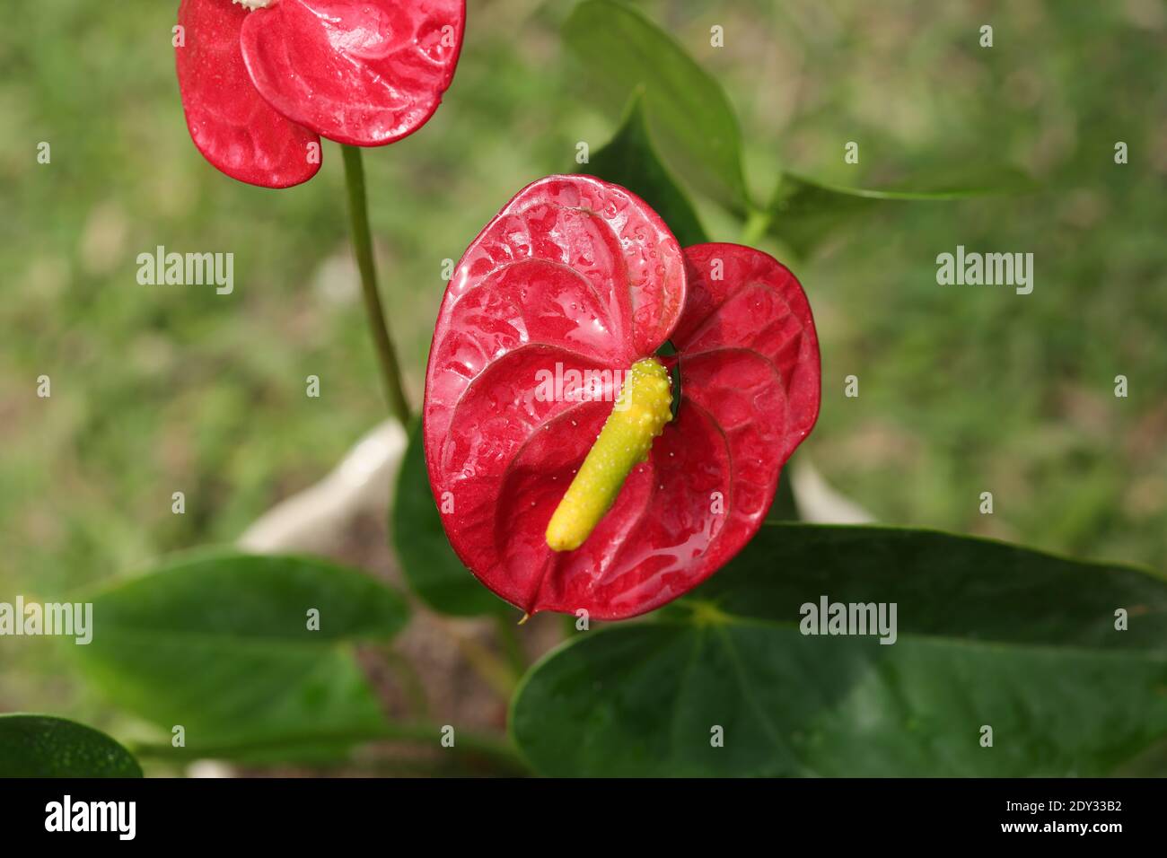Rose of lima peru hi-res stock photography and images - Alamy