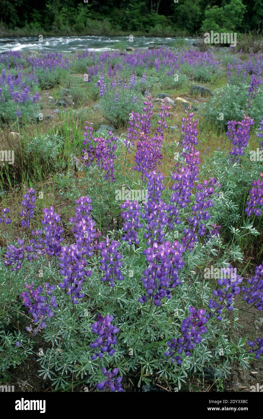Wildflowers lupinus hi-res stock photography and images - Alamy