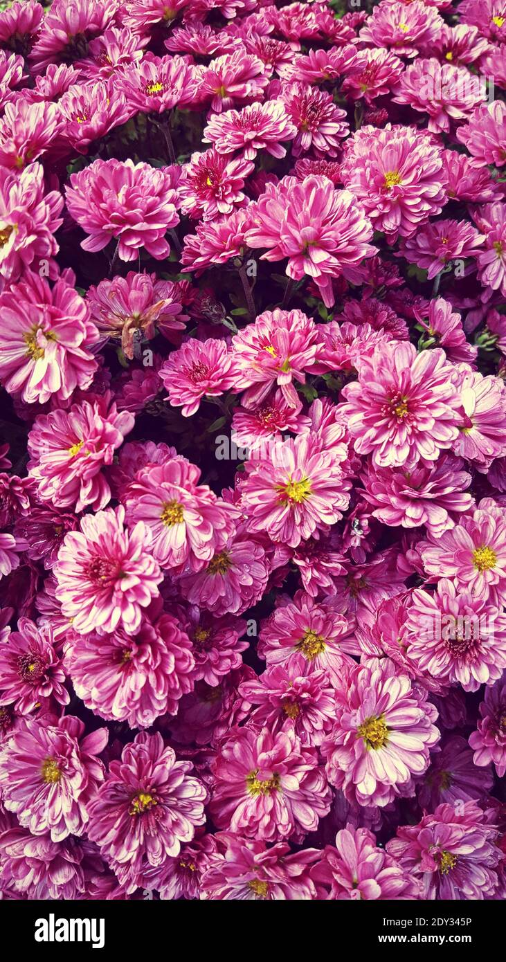 Nature 4k wallpaper hi-res stock photography and images - Alamy