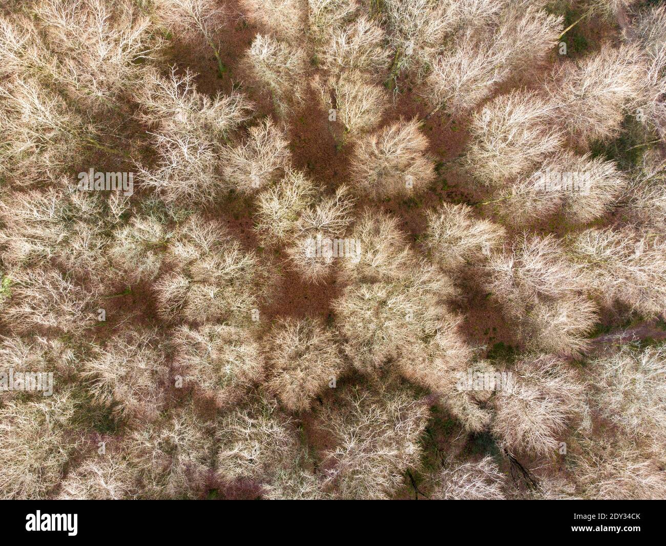 cornish woodland beautiful trees in the southwest of England uk Stock ...