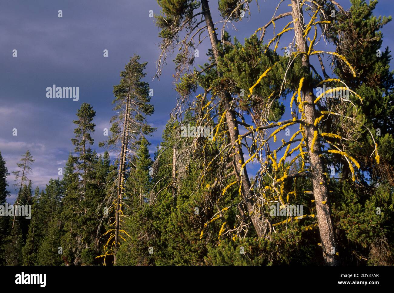 Forest on Diamond Lake, Rogue-Umpqua National Scenic Byway, Umpqua ...