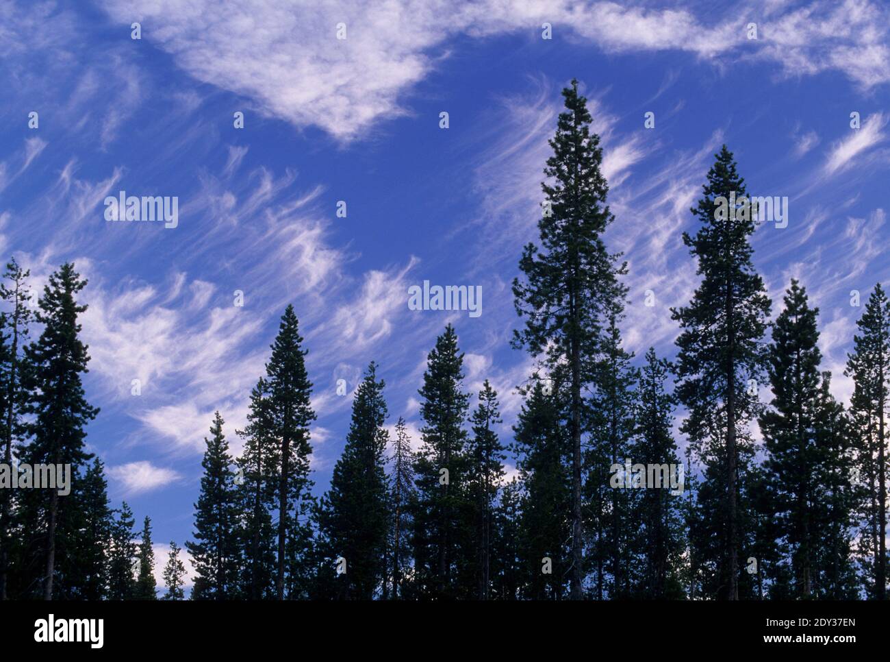 Lodgepole pine (Pinus contorta) forest silhouette at Mt Thielsen ...
