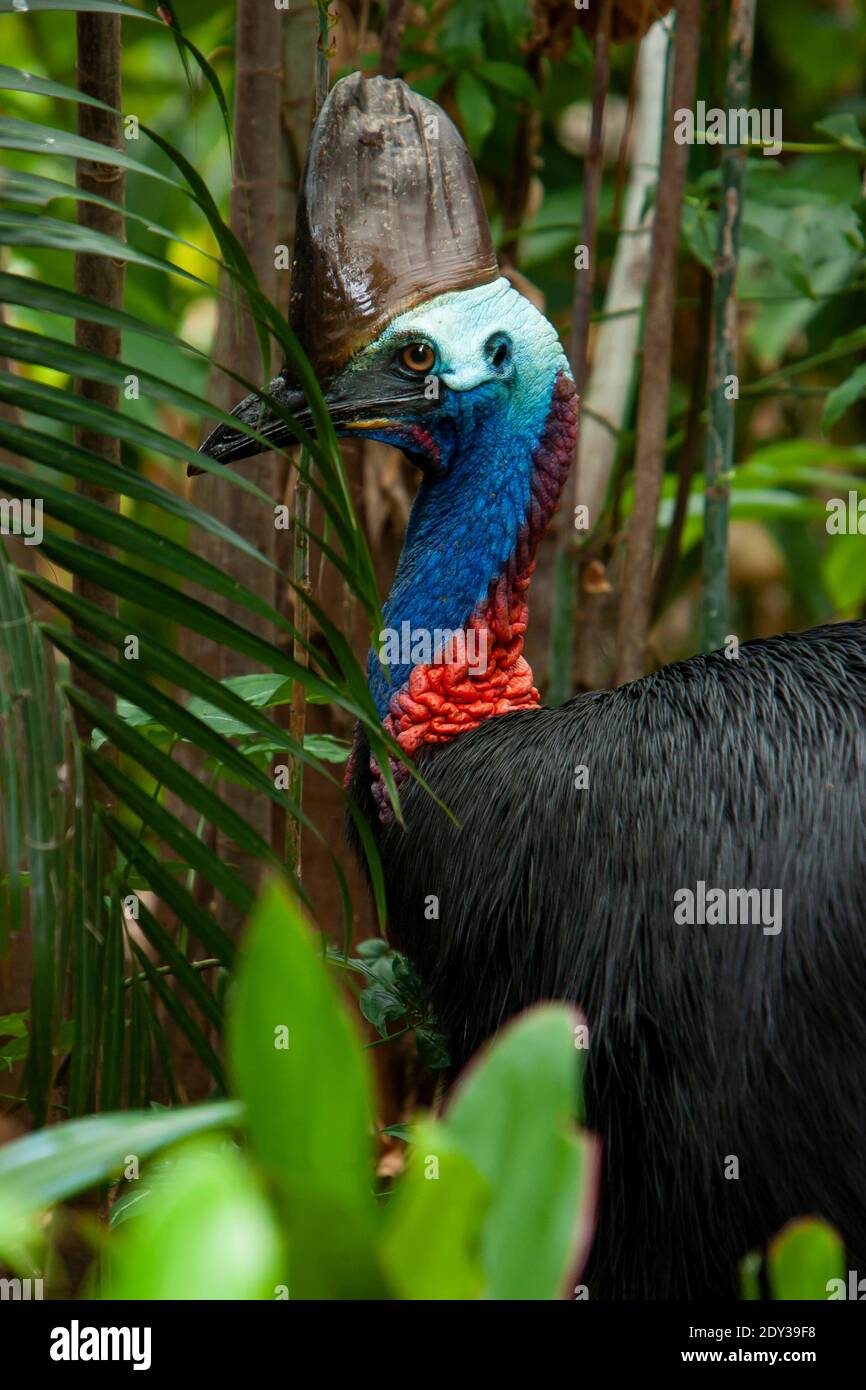 Ancient animals australia hi-res stock photography and images - Alamy