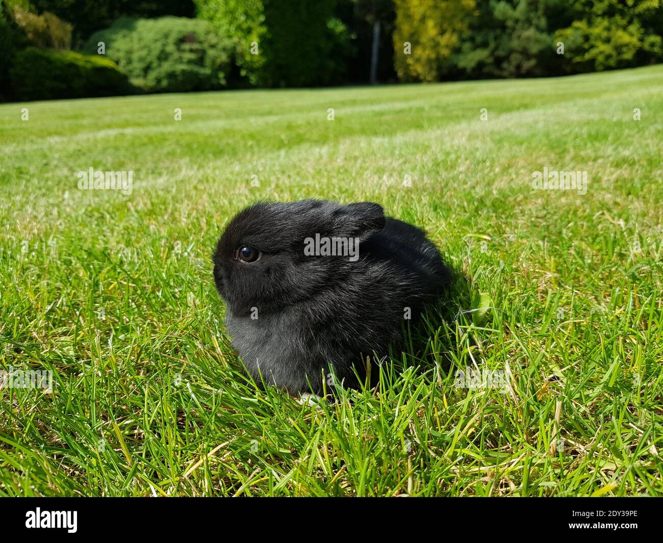 Black Netherland Dwarf Bunny Rabbit Stock Photo - Alamy