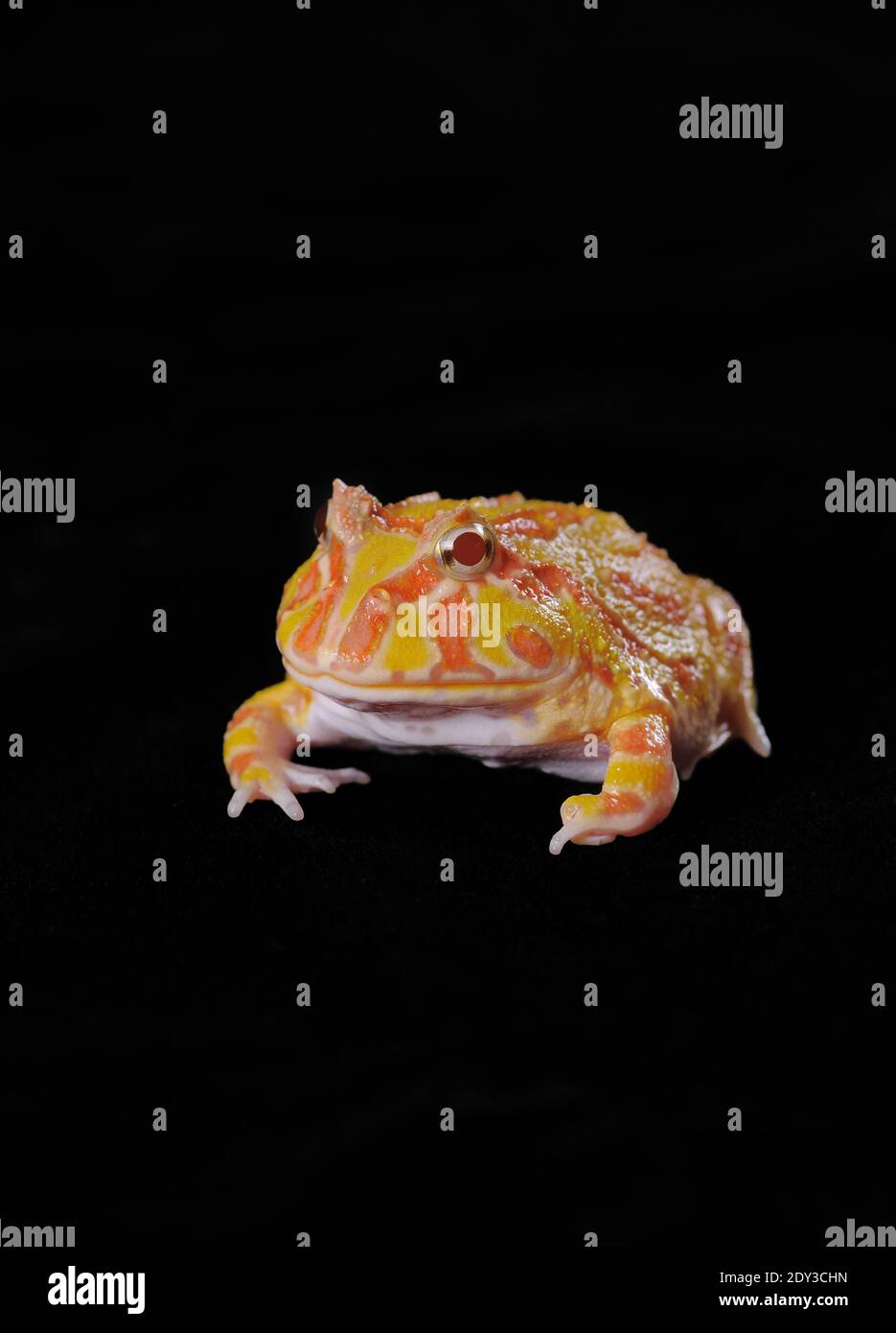 Ornate pacman frog hi-res stock photography and images - Alamy