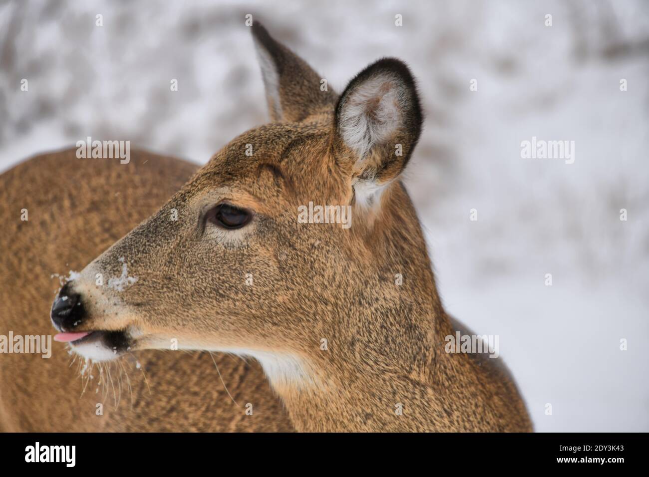 A side view of a doe's head while she stands on the snowy ground Stock ...