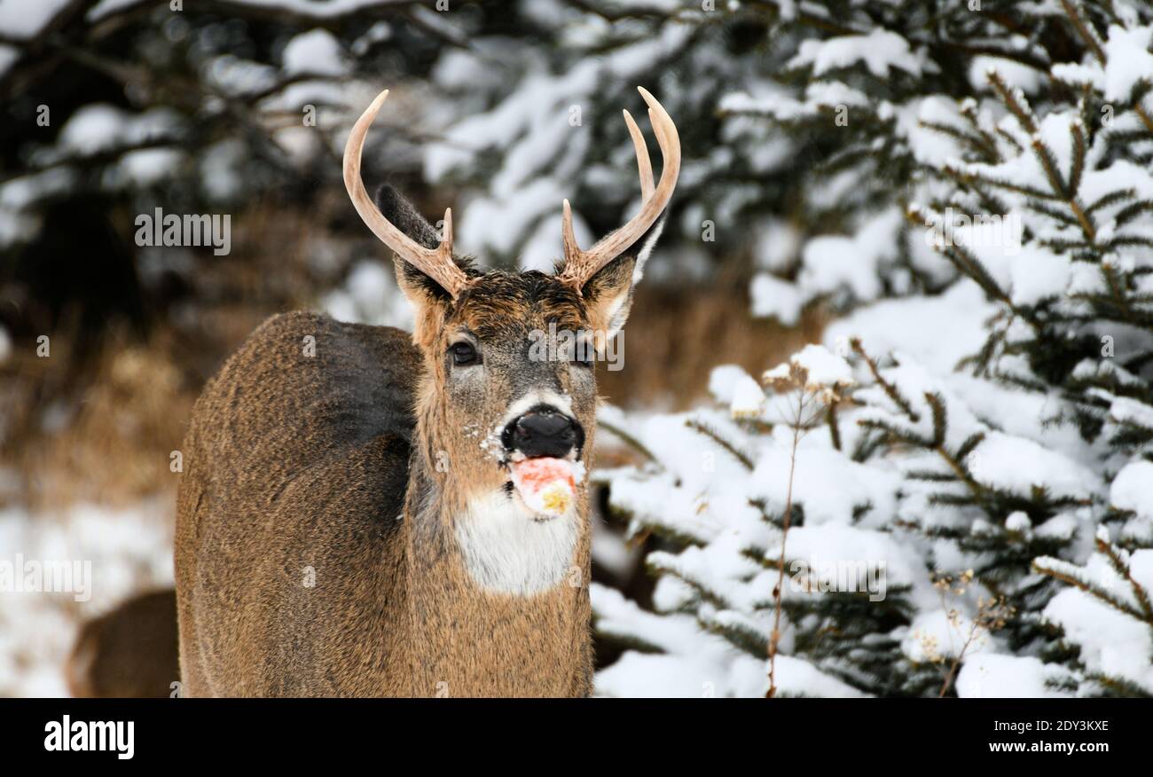 A side view of a doe's head while she stands on the snowy ground Stock ...