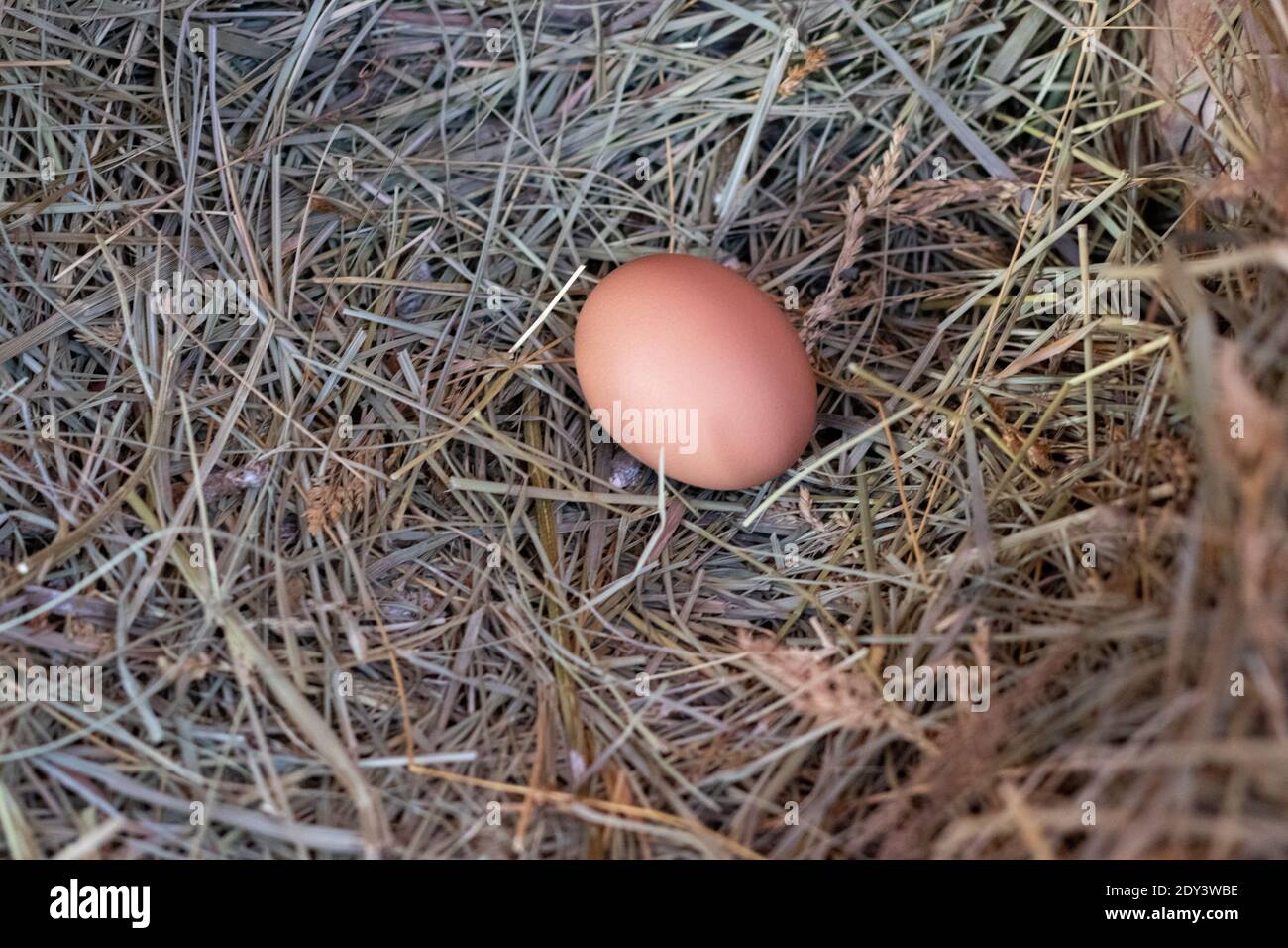 Galliformes nest hi-res stock photography and images - Alamy