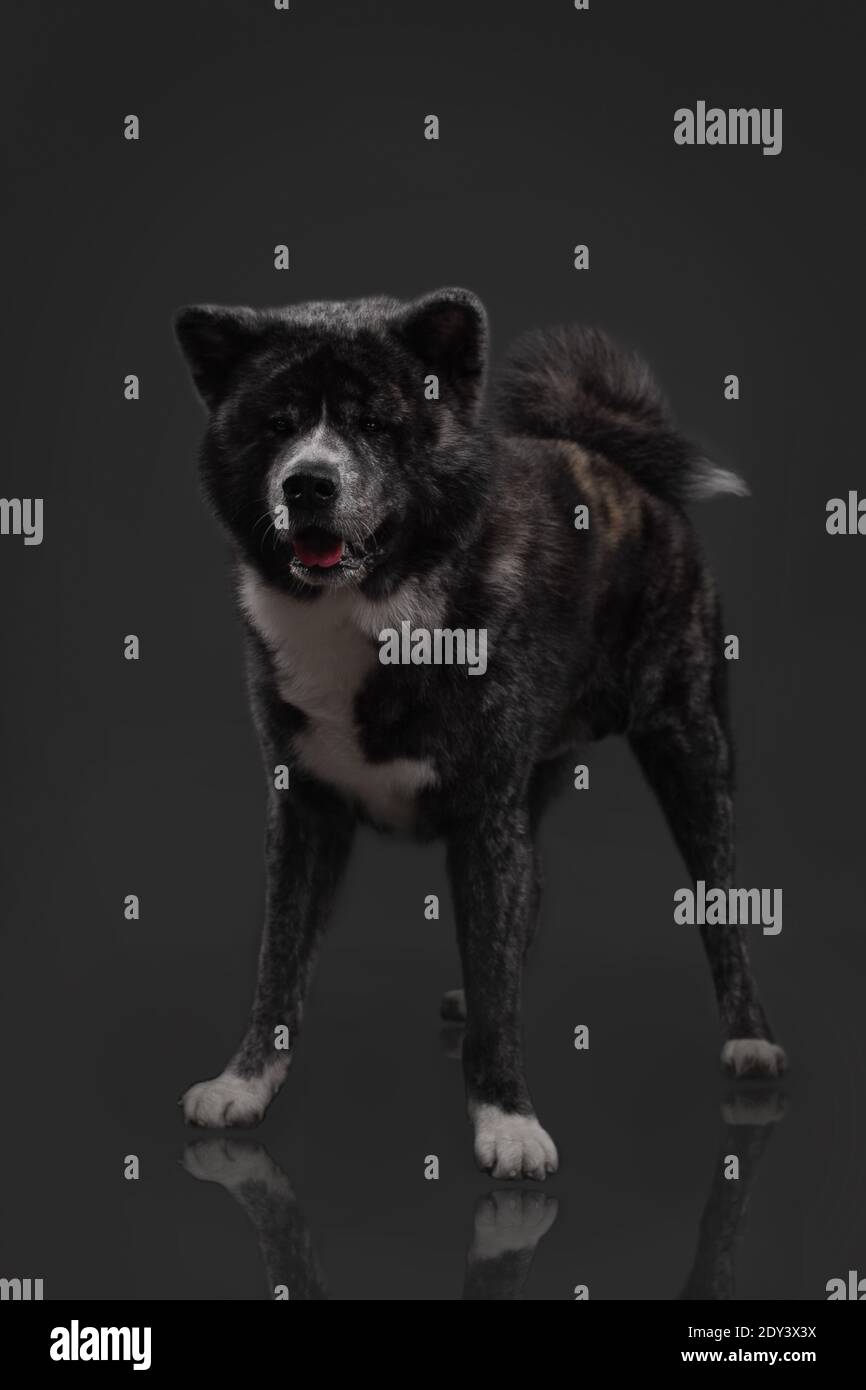tiger american akita inu big boy Stock Photo - Alamy