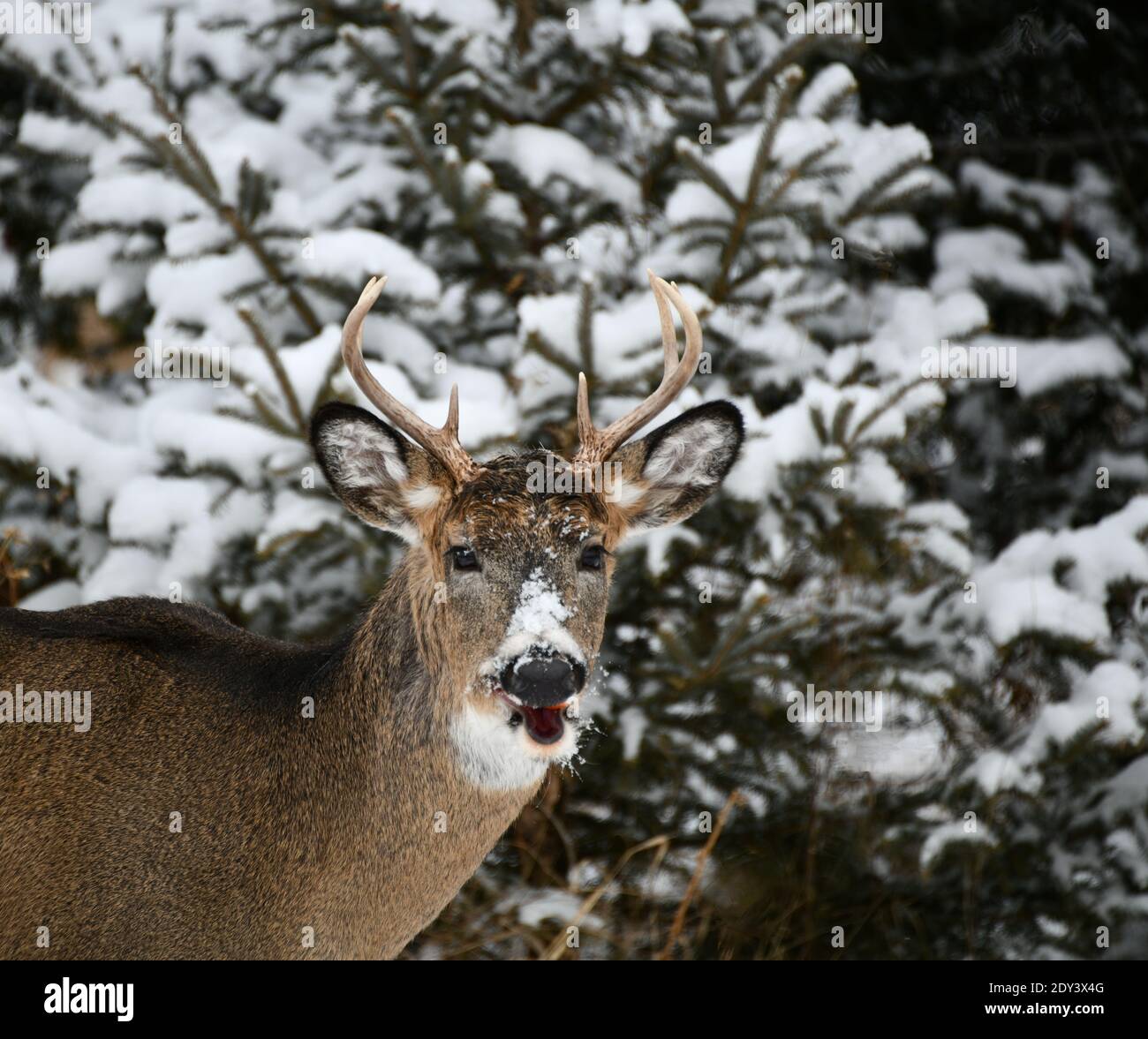 A close up of bucks head as he looks at the camera as the deer stands ...