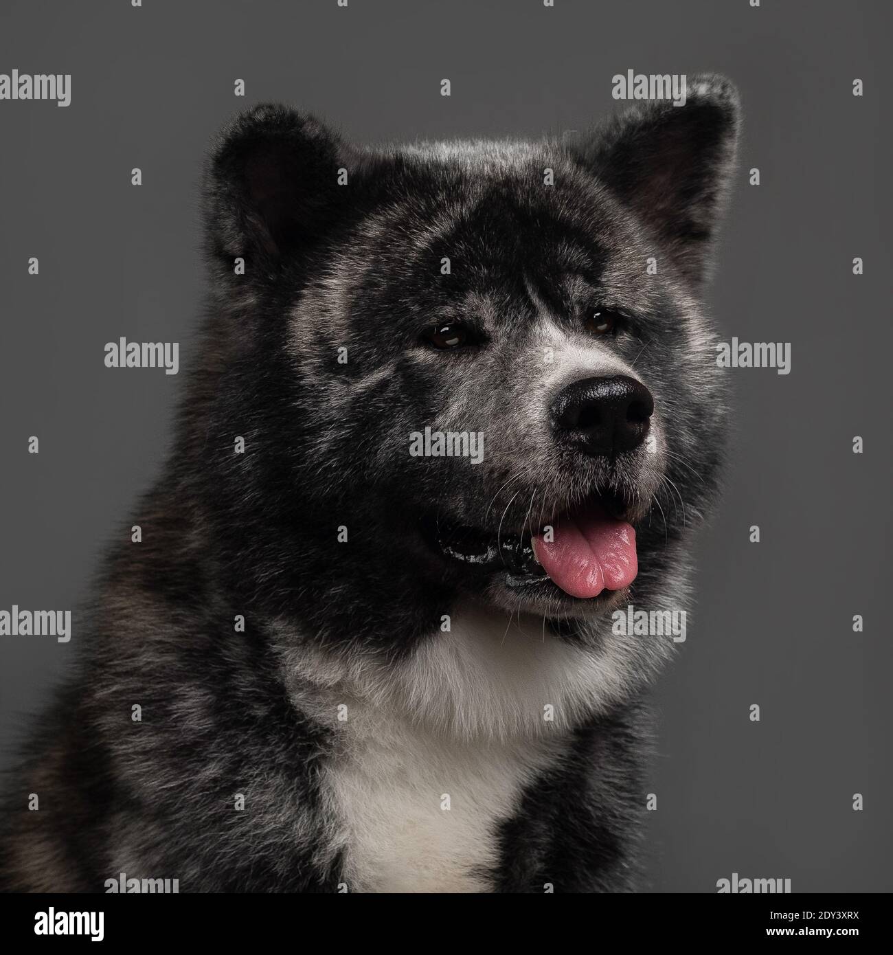 tiger american akita inu big boy Stock Photo - Alamy