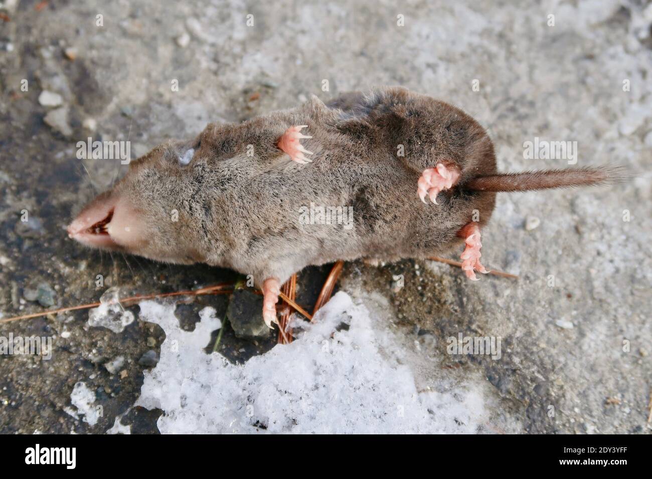 Little mole hi-res stock photography and images - Alamy
