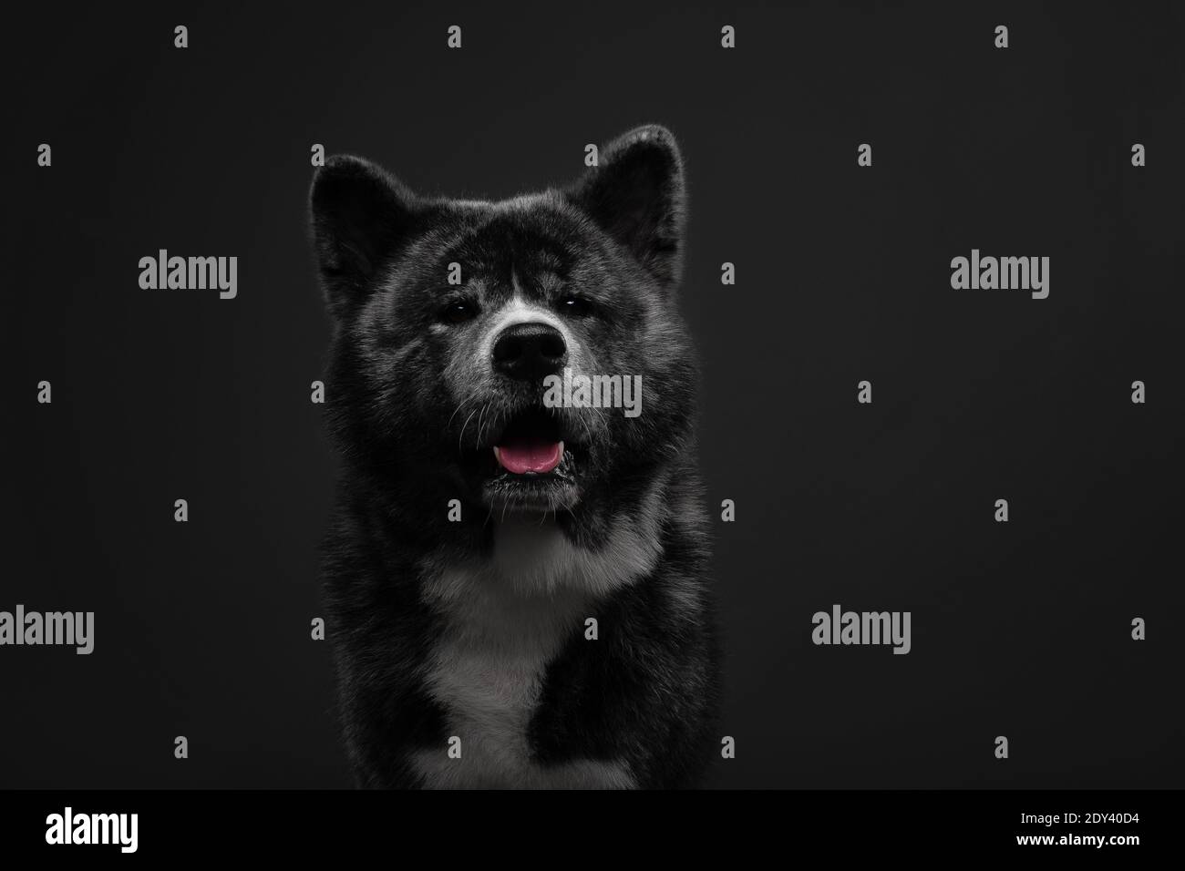 tiger american akita inu big boy Stock Photo - Alamy