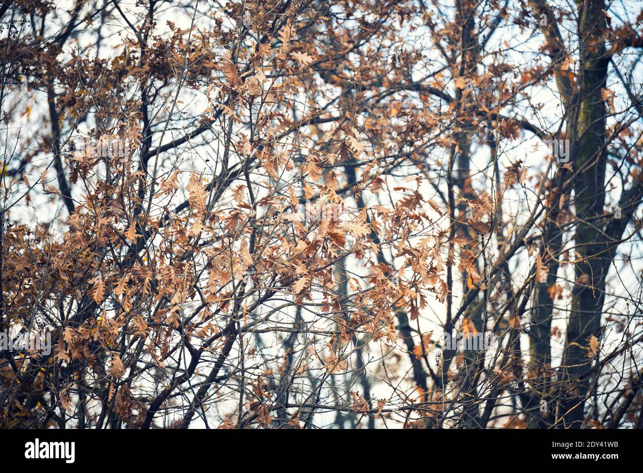 (Selective focus) Stunning view of some Oak trees during the fall ...