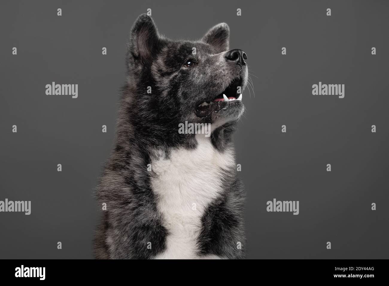 tiger american akita inu big boy Stock Photo - Alamy