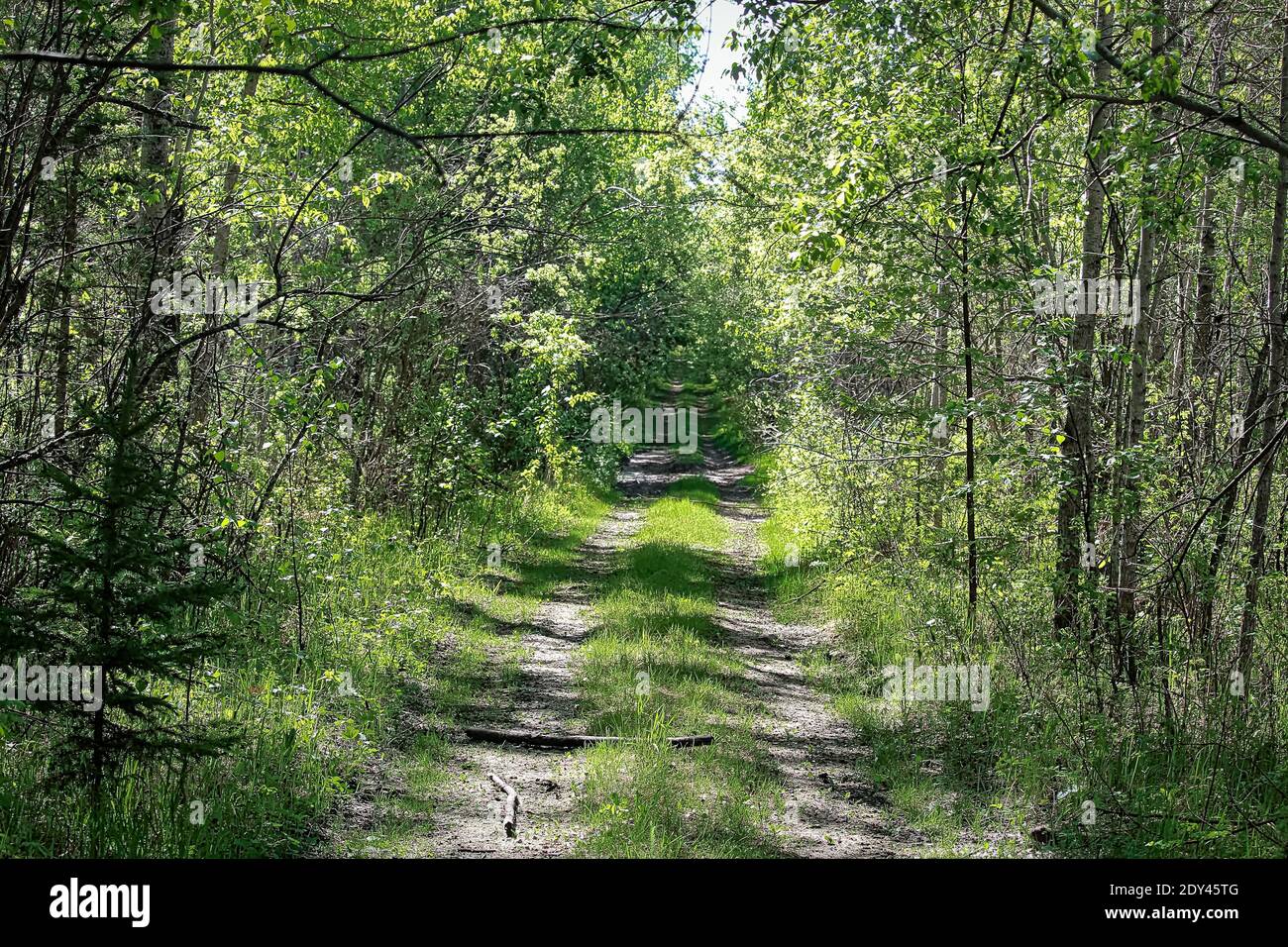 Overgrown road hi-res stock photography and images - Alamy