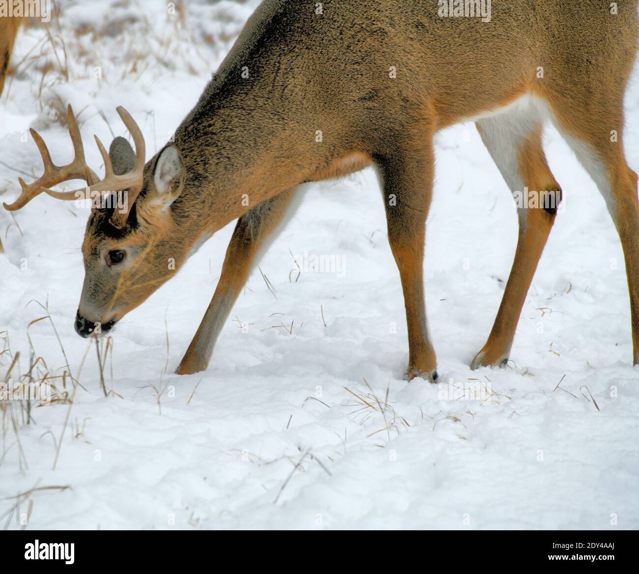 A buck scratching through the snow to find something to eat Stock Photo ...