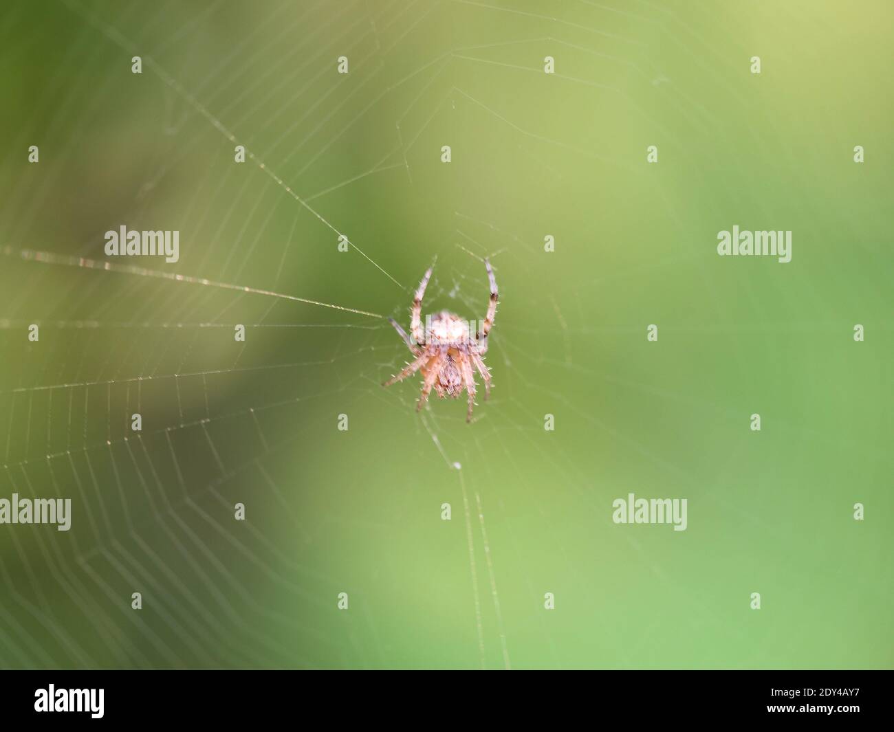 Social spiders hi-res stock photography and images - Alamy