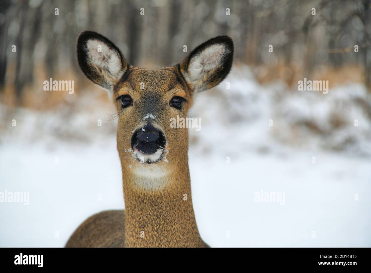 White tailed doe hi-res stock photography and images - Alamy