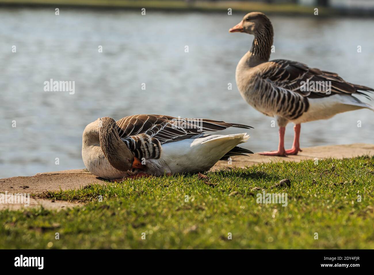 Goosey hi-res stock photography and images - Alamy